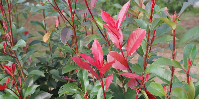 G. T. Wang - 頁59，共157 - 分享 GNU/Linux 與 Open Source 技術、教學文件、程式設計技巧、統計研究與生活點滴記錄