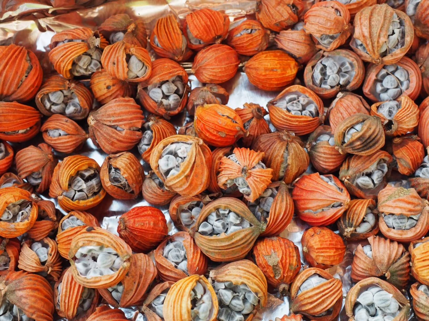 艷山薑（月桃）果實與種子 – G. T. Wang